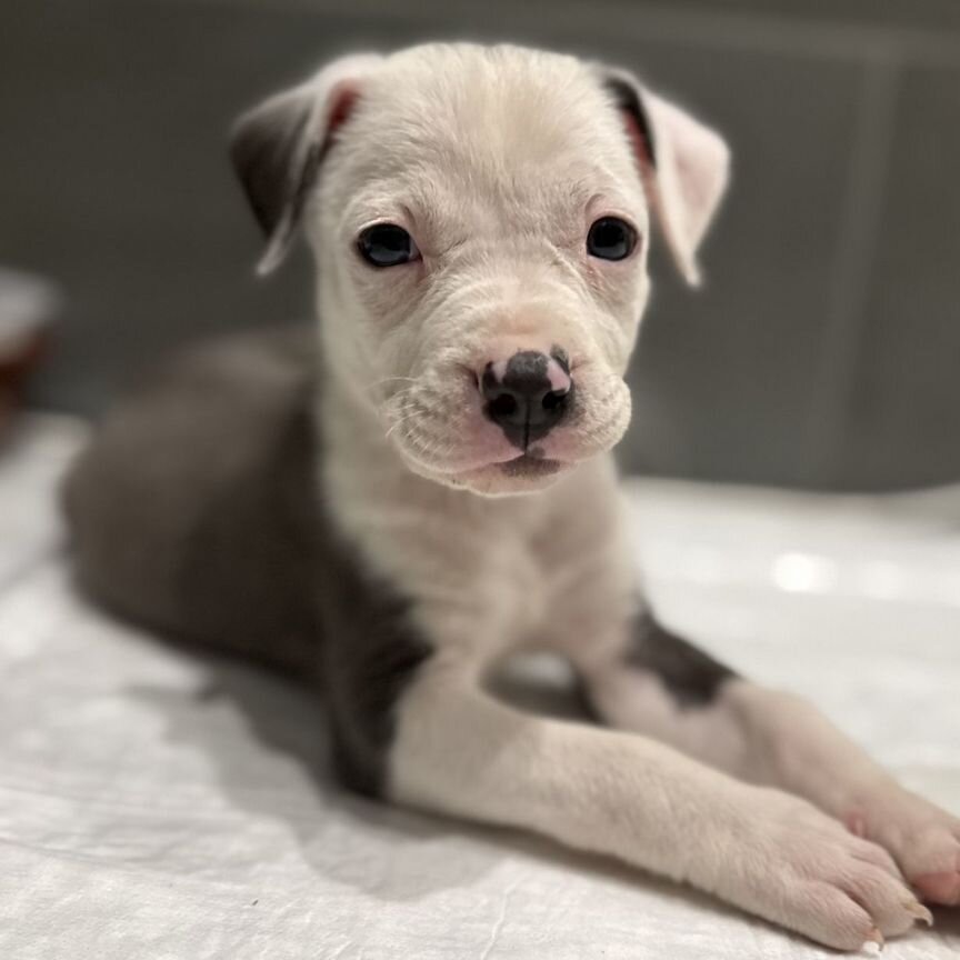 Американский стаффордширский терьер, щенок