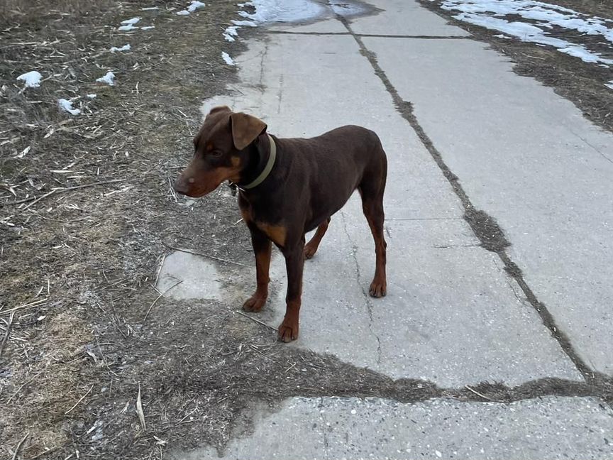 Найдена собака- доберман (кобель)