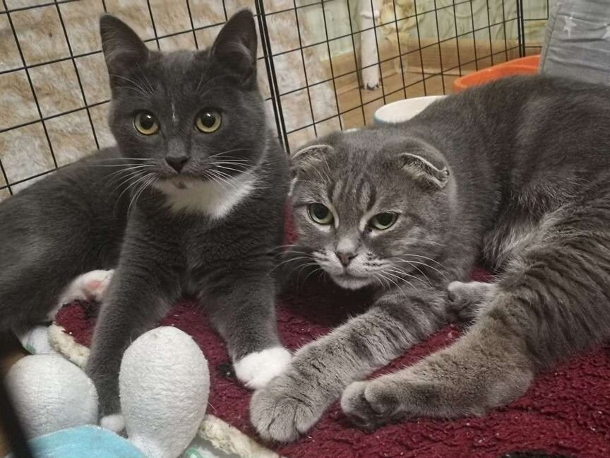 Вислоухая кошечка и котенок