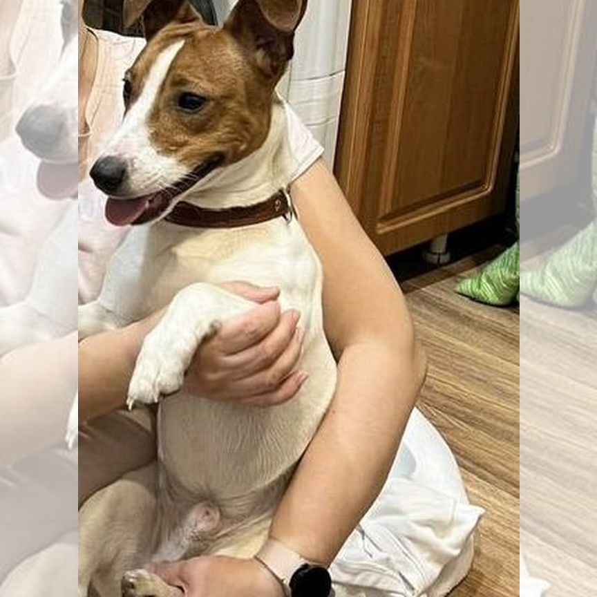 Джек-рассел-терьер, взрослый пёс