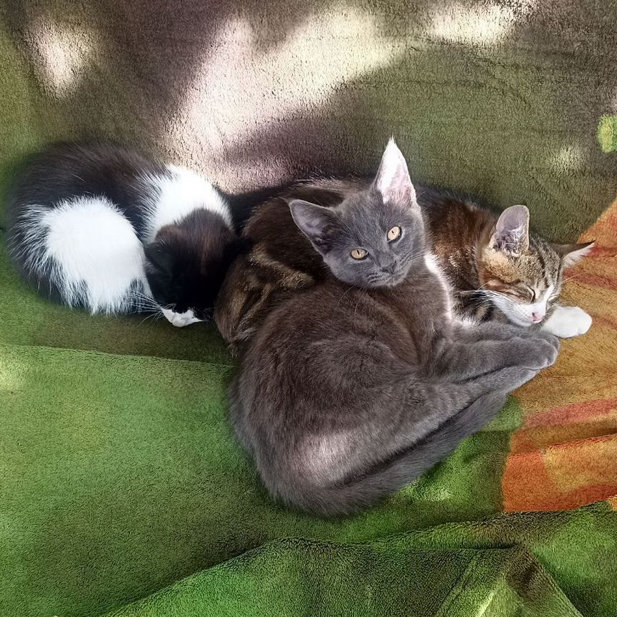 Котята отдам в добрые руки бесплатно
