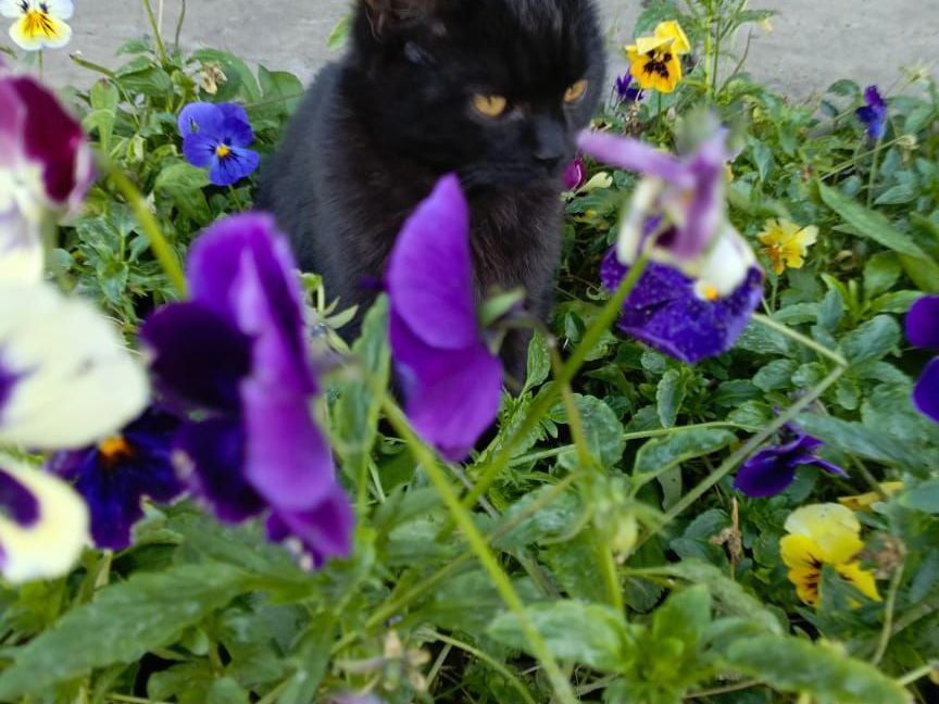 Котята в добрые руки даром бесплатно