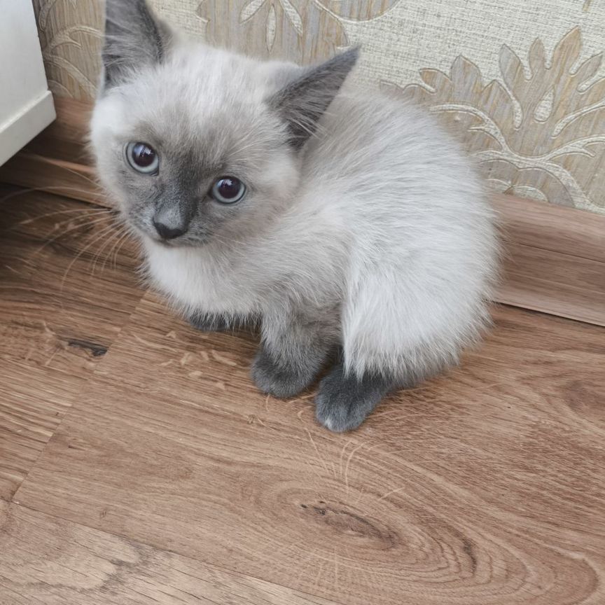 Сиамский котенок девочка
