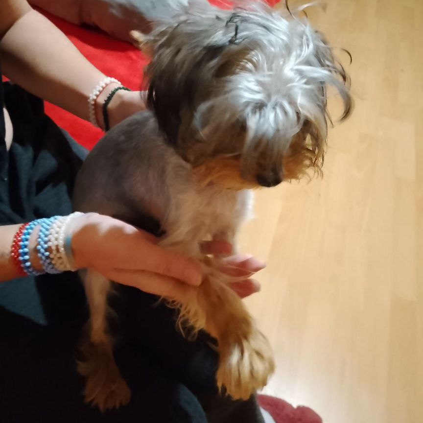 Йоркширский терьер, щенок