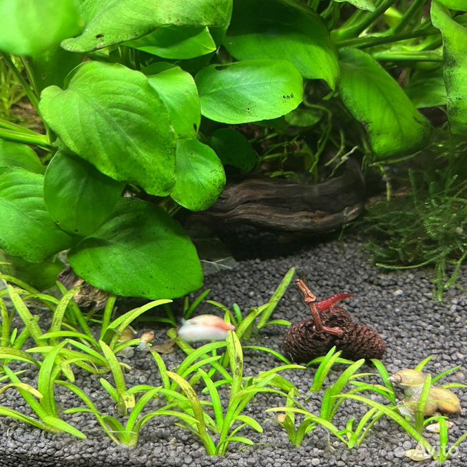 Улитка Покемон