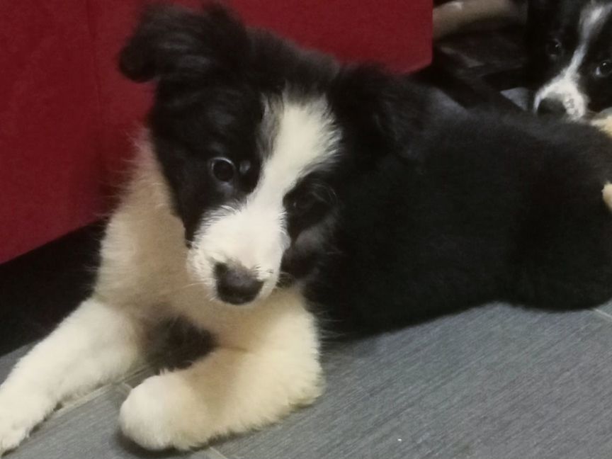 Щенок бордер колли (дорого)