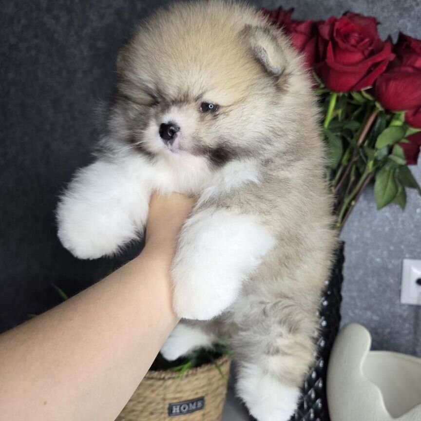 Померанский шпиц, щенок