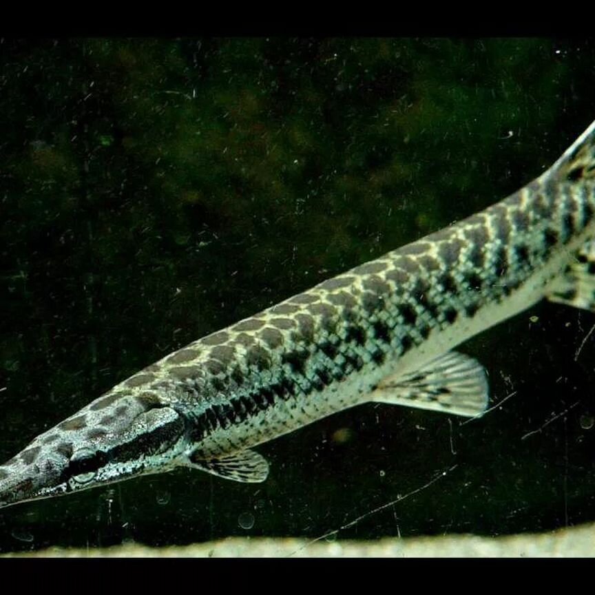 Щуки панцирные