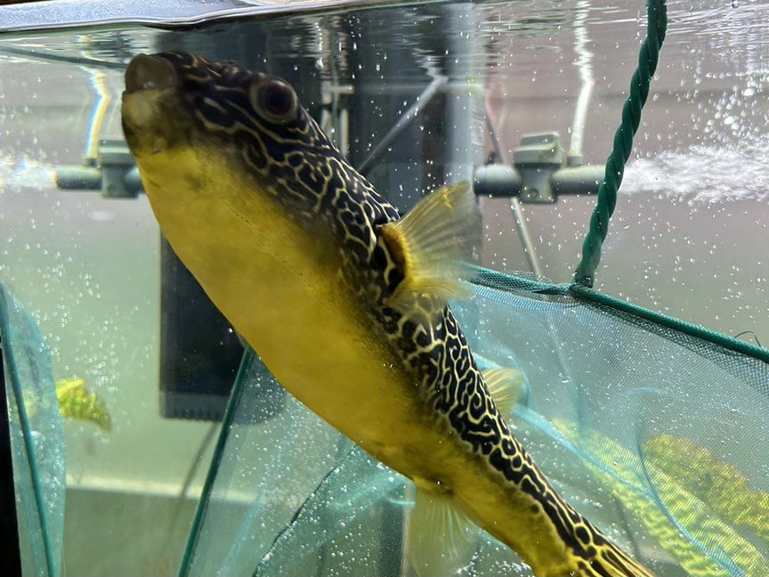 Тетрадон мбу