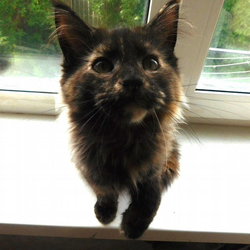 Котята мейн-кун