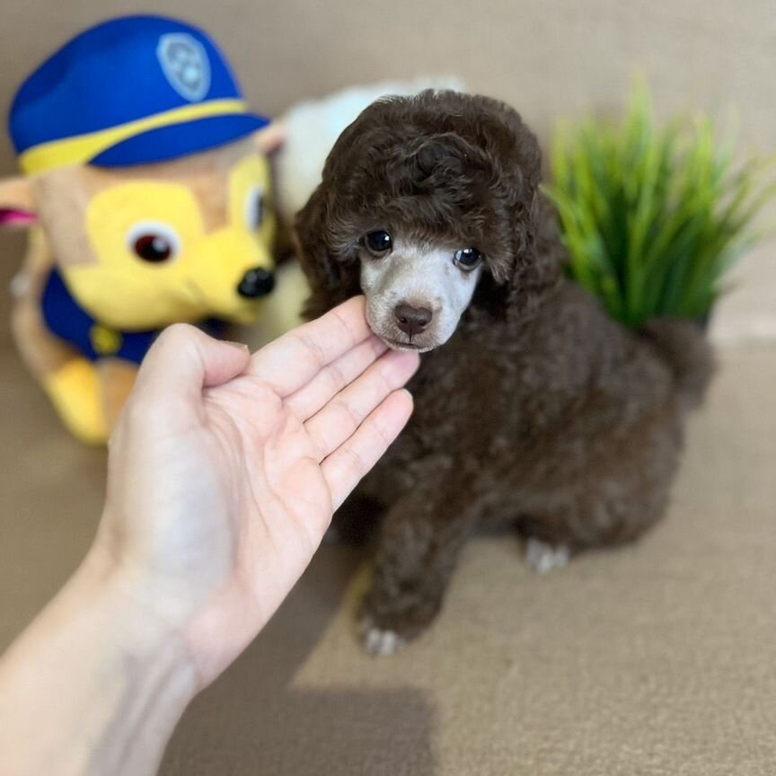 Той-пудель мальчик РКФ