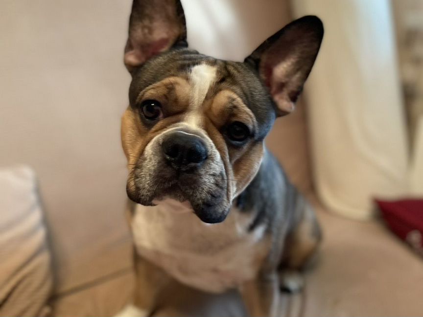 Вязка французский бульдог