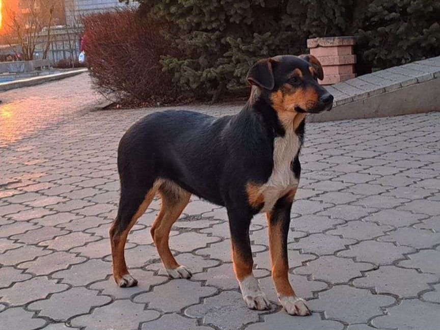 Девочки в поиске дома и добрых хозяев