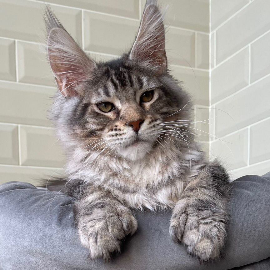 Мейн-кун полидакт