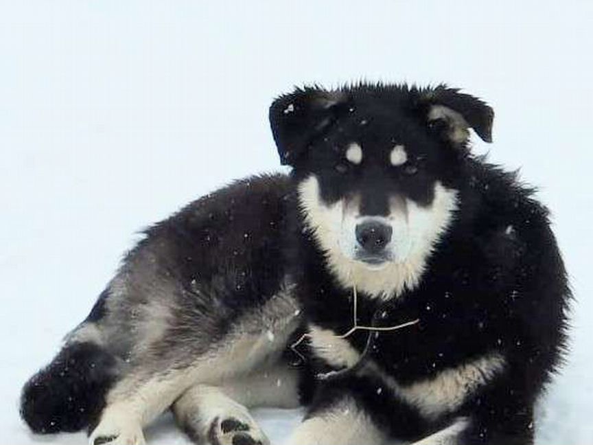 Даниссимо в добрые руки