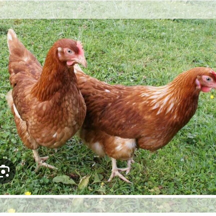 Курочки ломан браун
