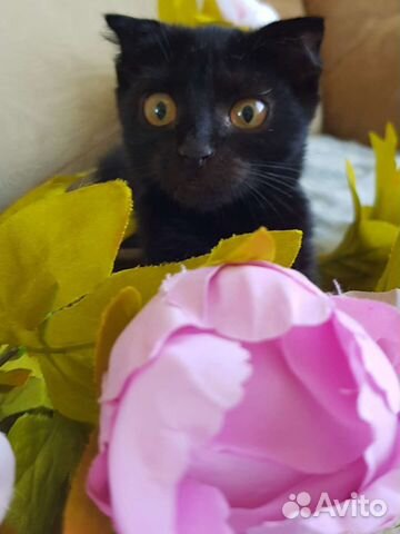 Шотландская вислоушка