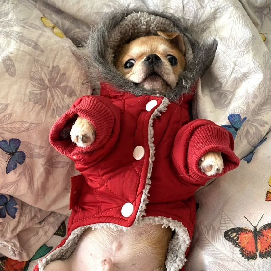 Зимний комбинезо для собак