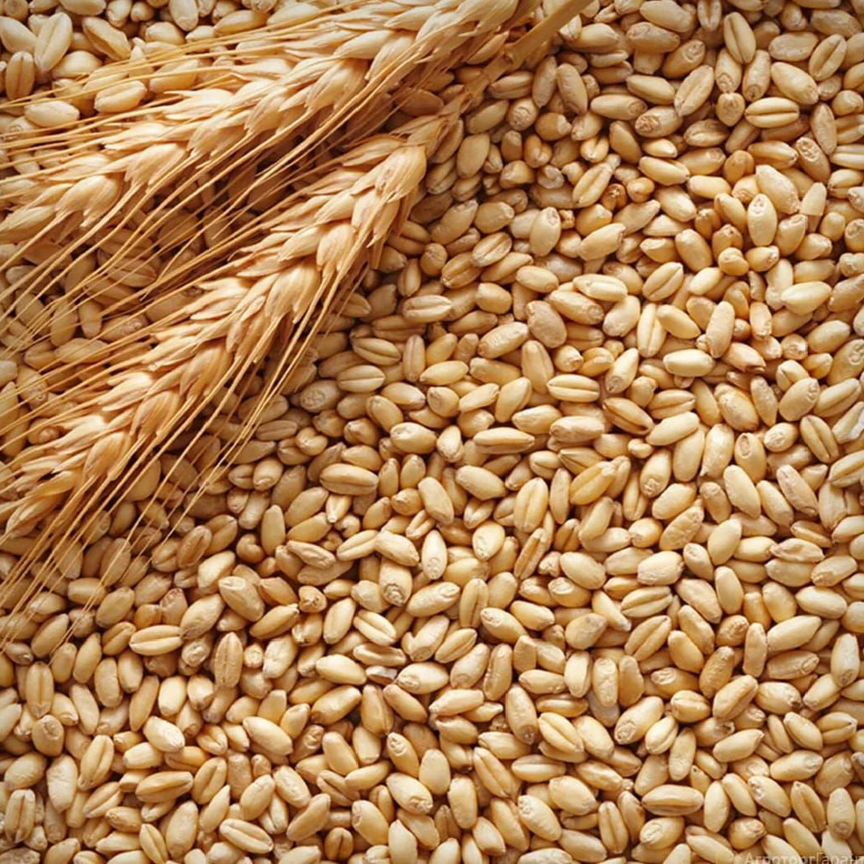 Зерно пшеница ячмень