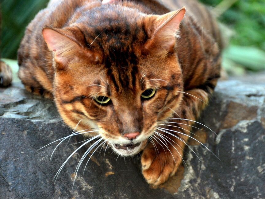 Кошка