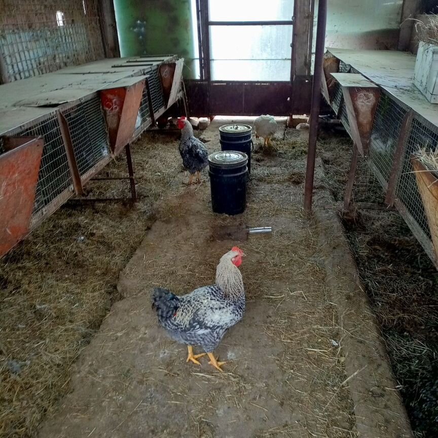 Молодые петушки