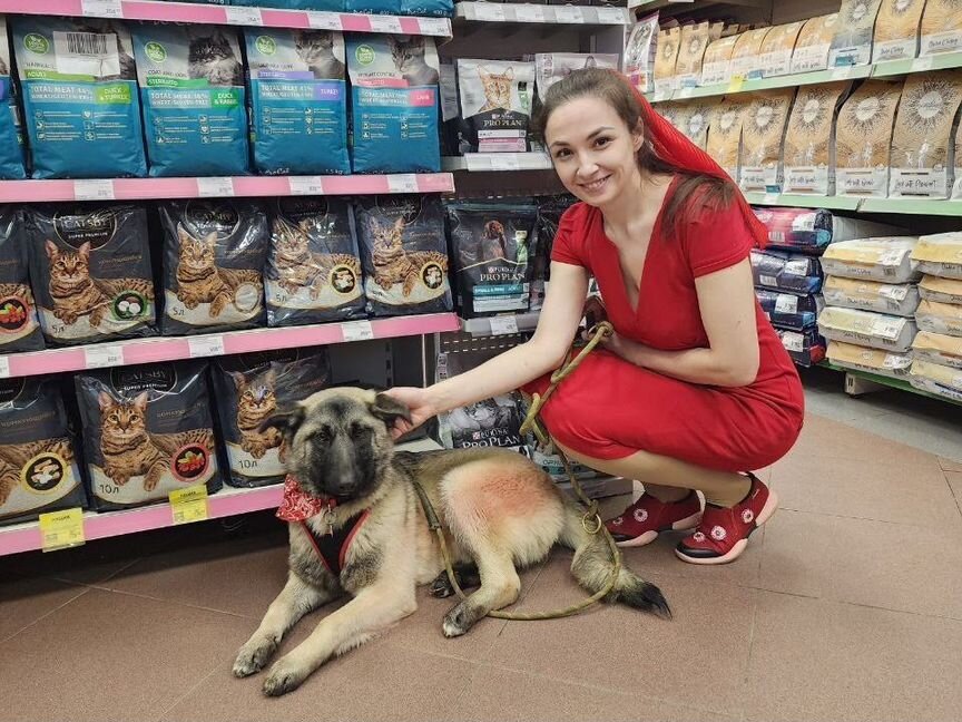 Щенок, 8 мес, метис овчарки