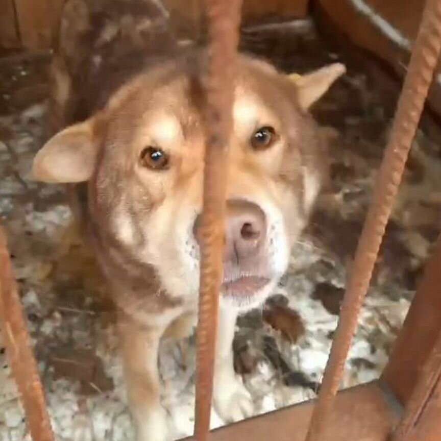 Взрослый пёс в добрые руки