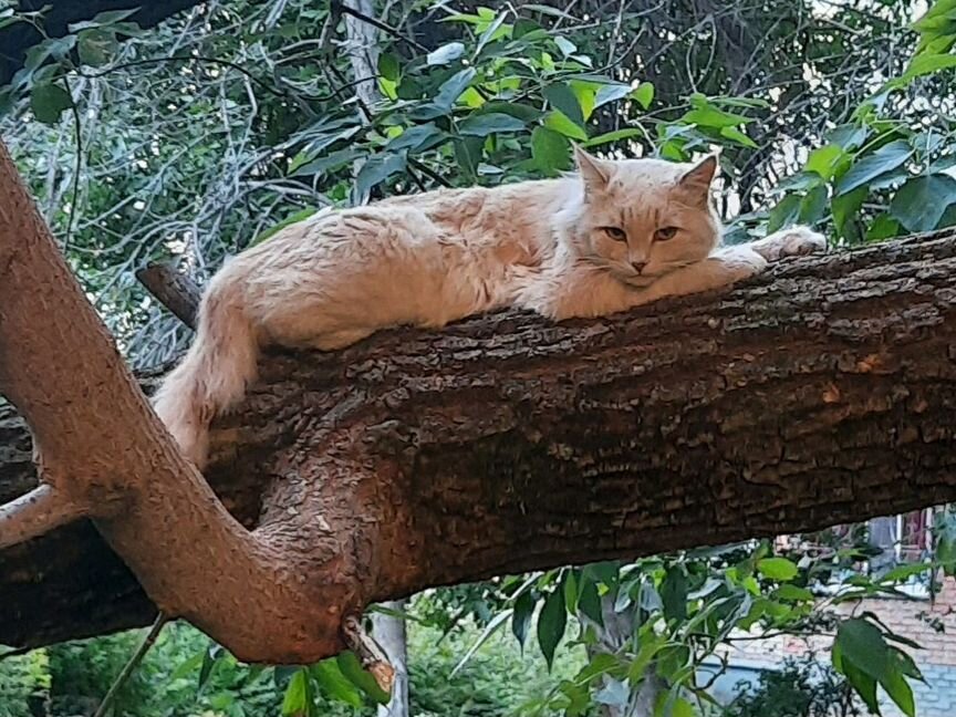 Котик Персей ищет дом