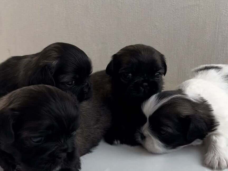 Щенки пекинеса