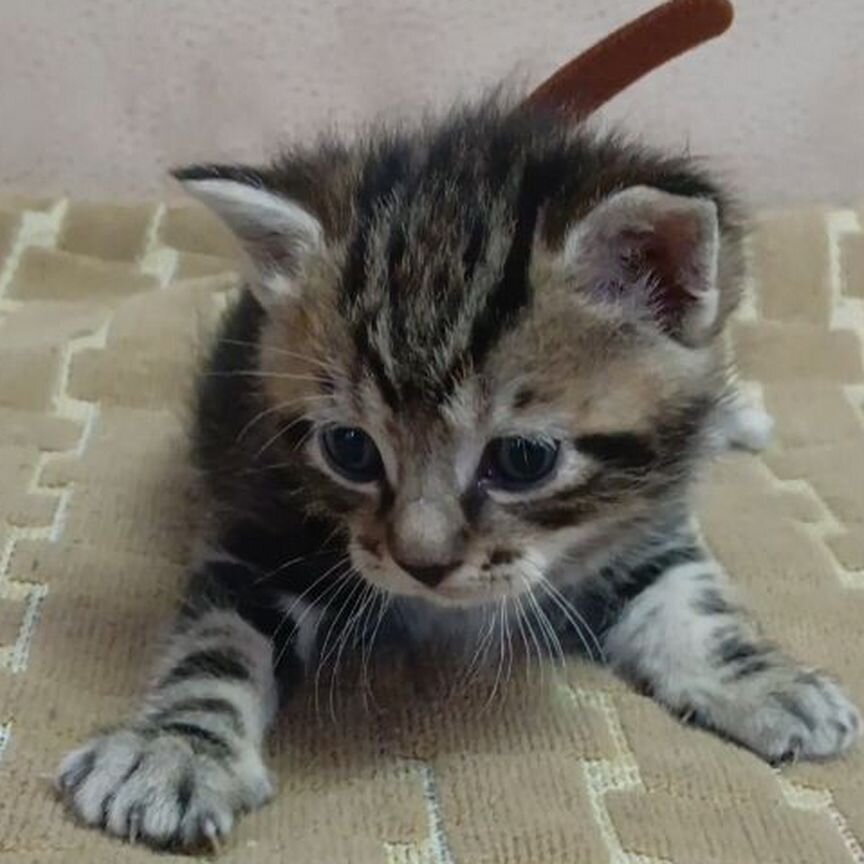 Курильский бобтейл короткошёрстный котёнок