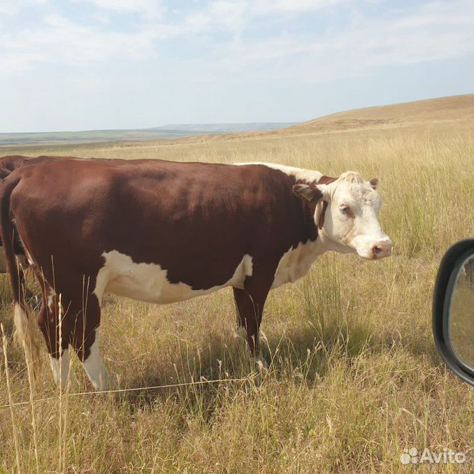 Телки гелефорд