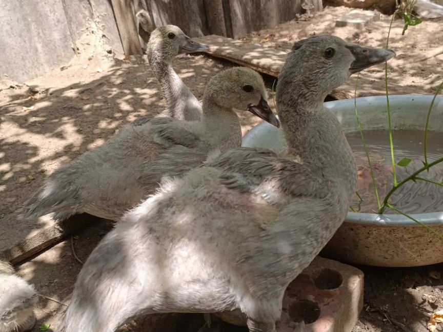 Утята индоутки лавандовые