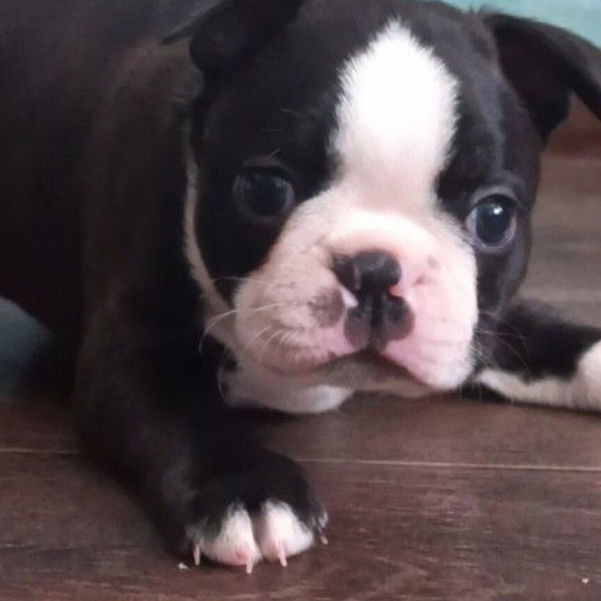 Бостон-терьер, щенок