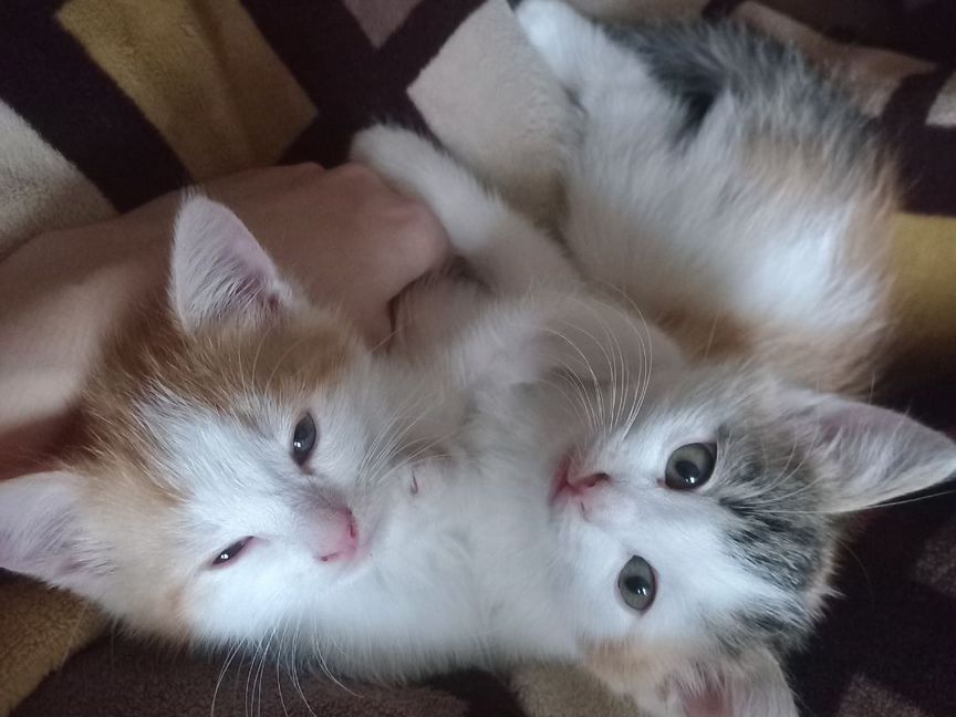 Котята в добрые руки бесплатно
