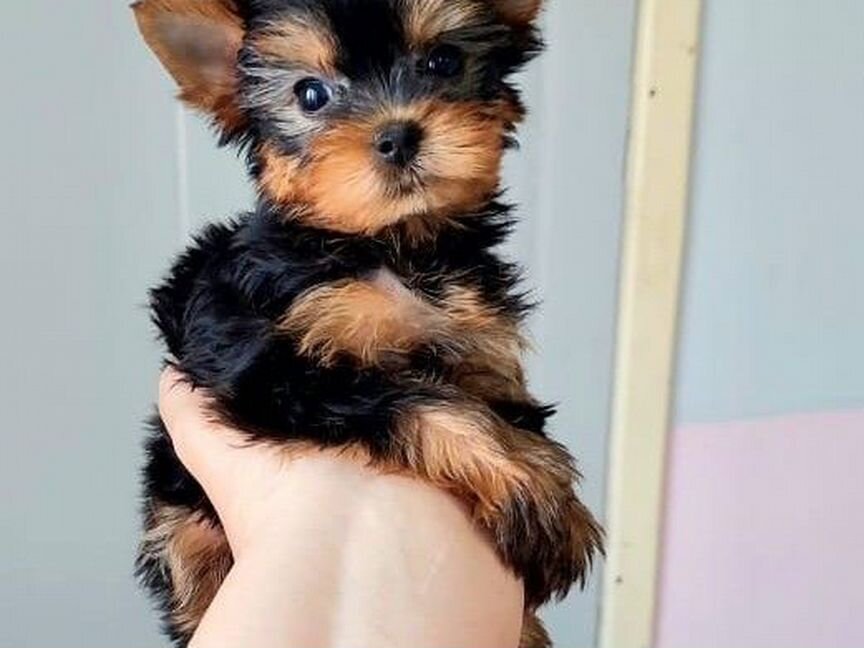 Мини девочки