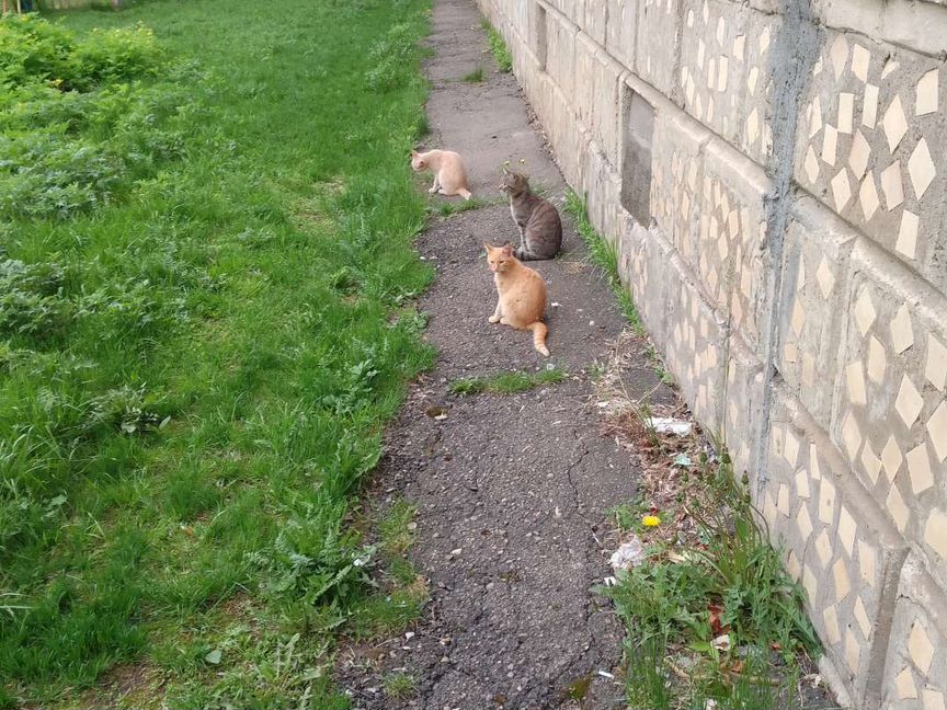 Котики бесплатно в добрые руки
