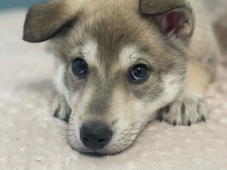 Милейший щенок ищет дом