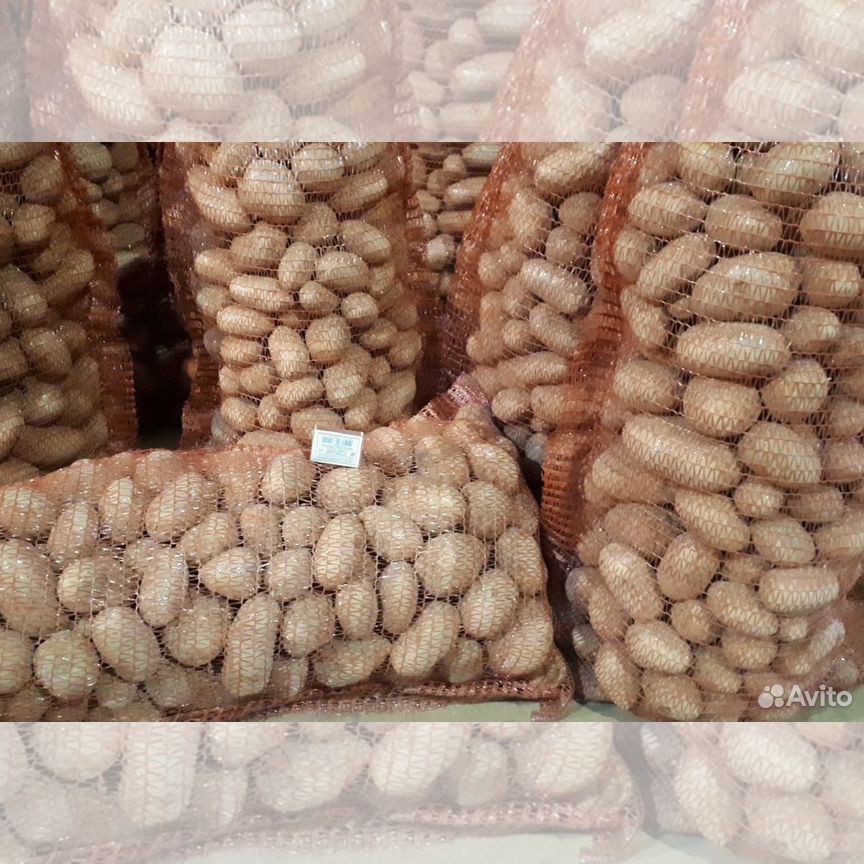 Продается фуражный картофель