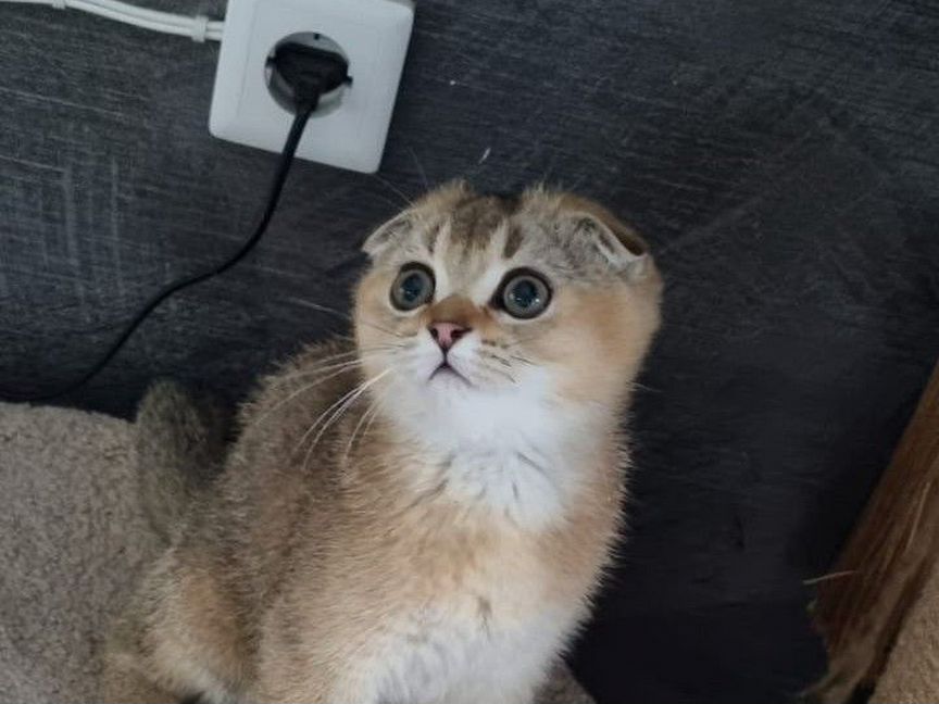 Золотая шиншилла плюшевый малыш