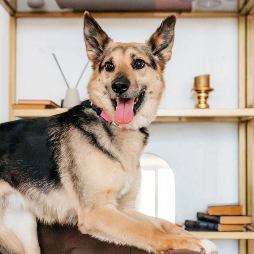 Маленькая собака в добрые руки