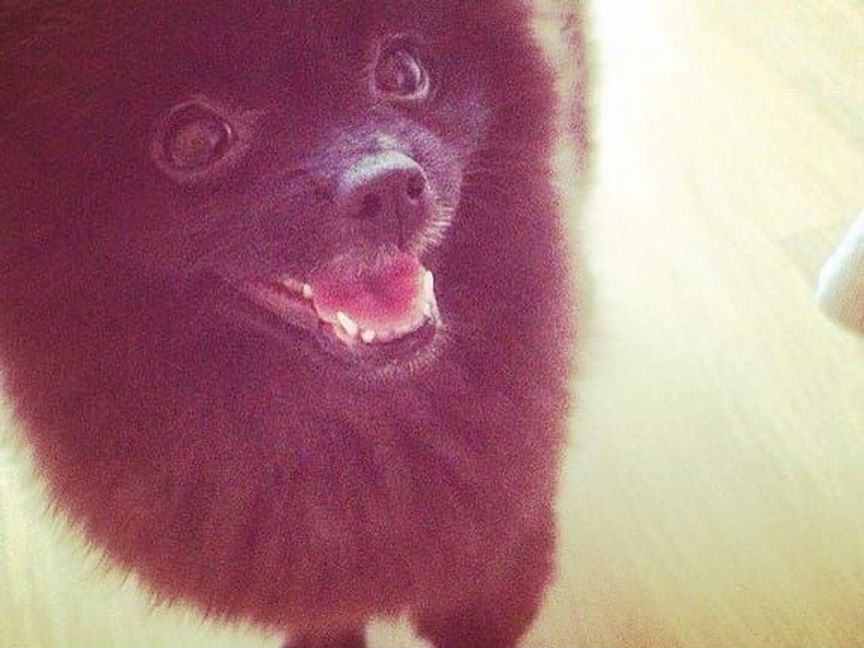 Померанский шпиц мини щенок