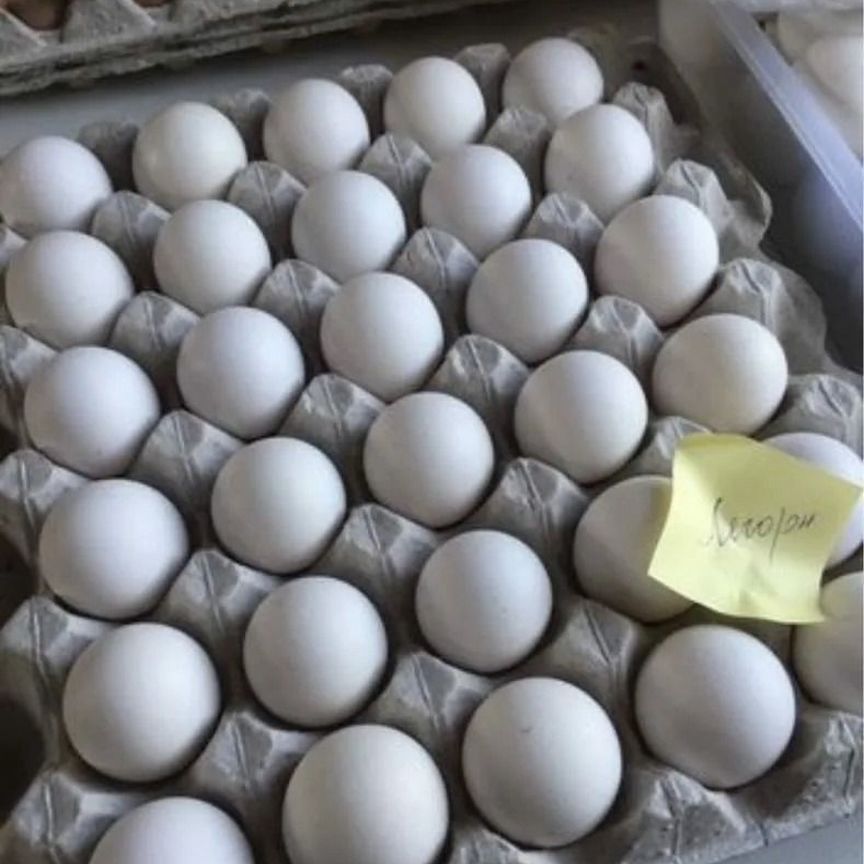 Инкубационное яйцо кур породы Леггорн белый