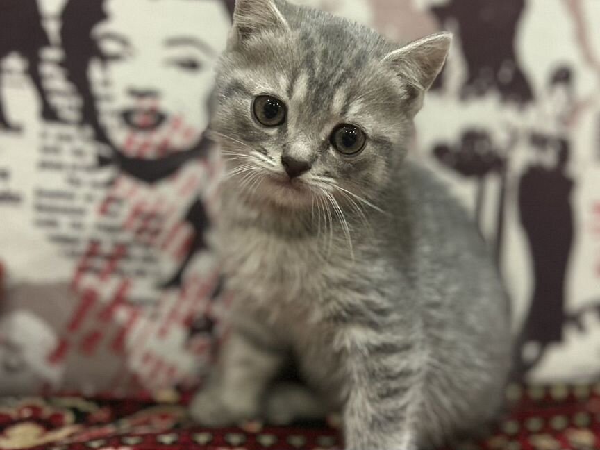 Отдам котенка от британской кошки