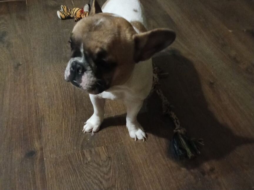 Французский бульдог девочка