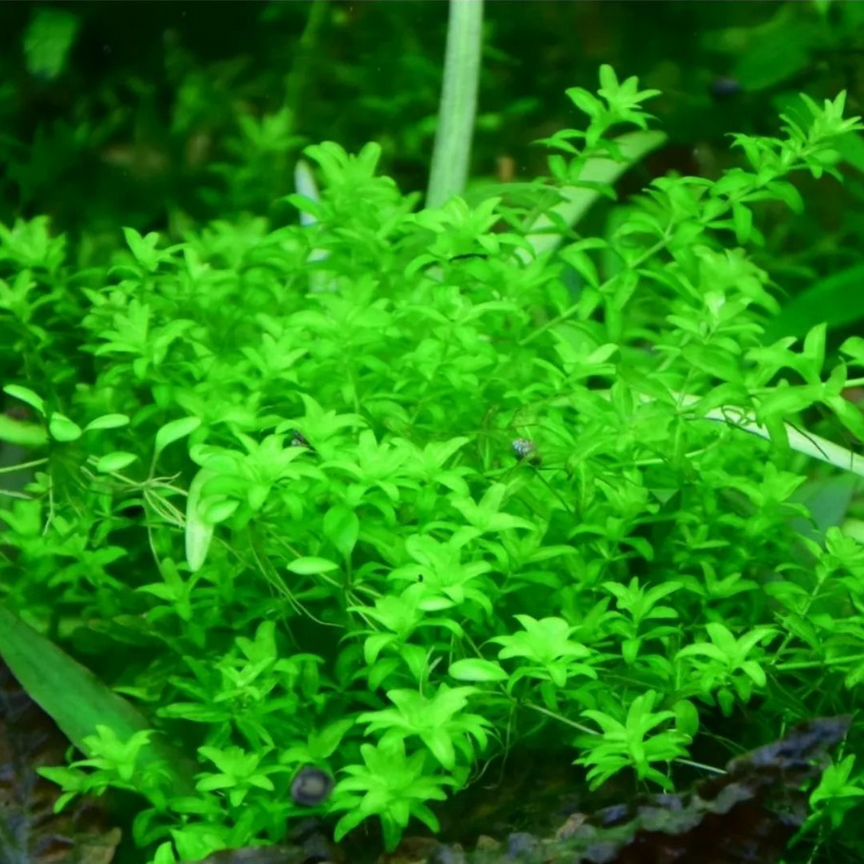 Растения для аквариума. Коридорас Spilotus. Улитки