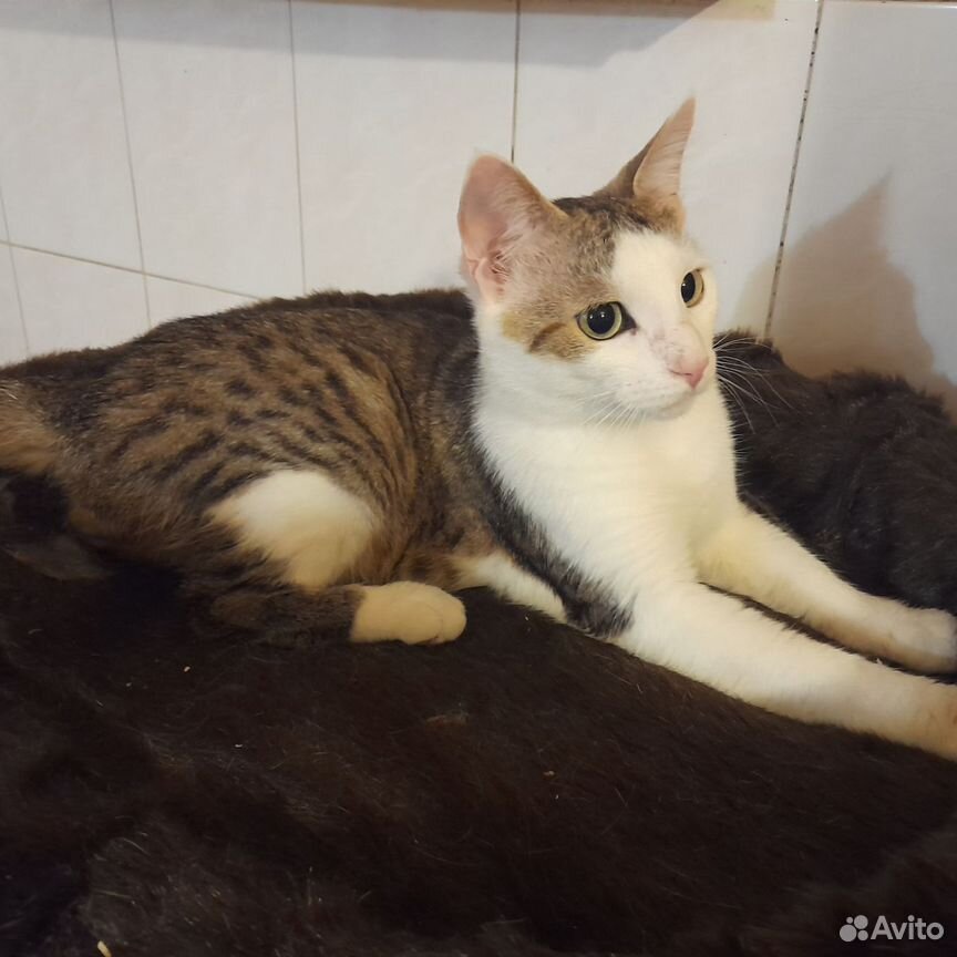 Котик в добрые руки