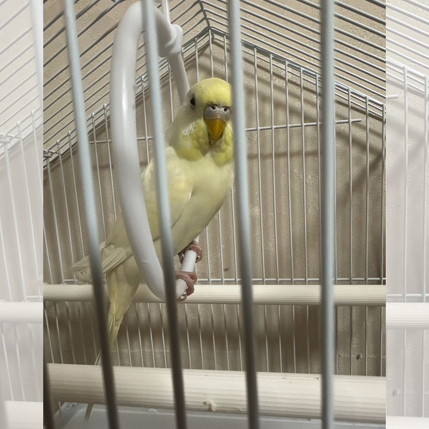 Волнистый попугай с клеткой