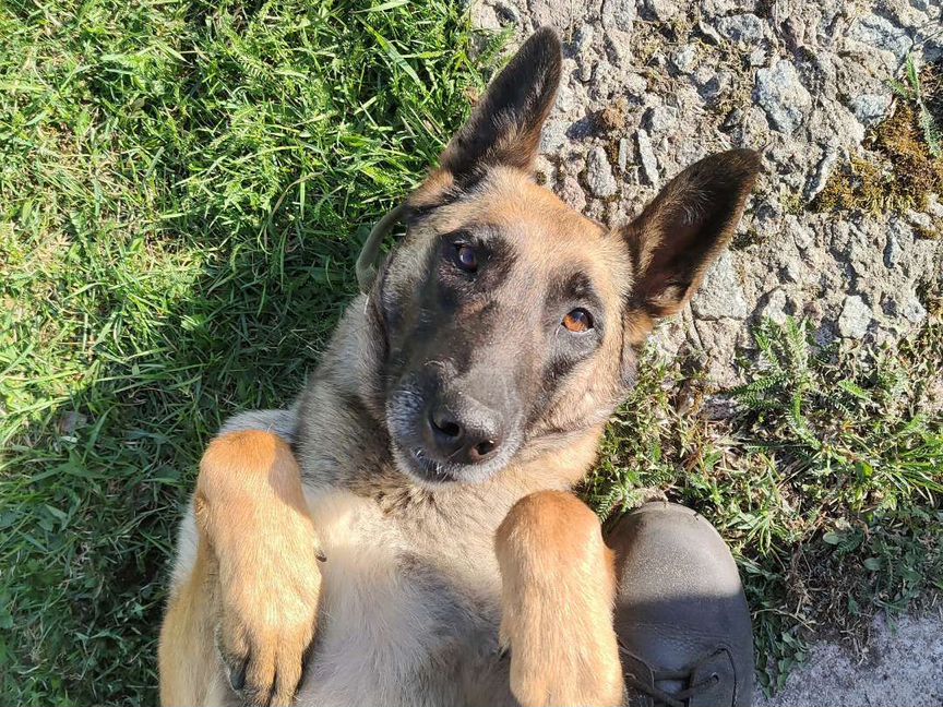 Бельгийская овчарка малинуа