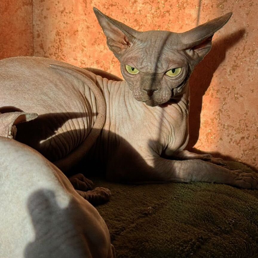 Канадский сфинкс котёнок