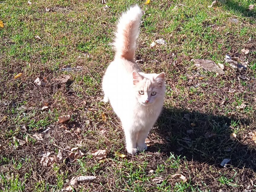 Нежнейшая кошка Душка